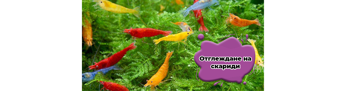 Отглеждане на скариди