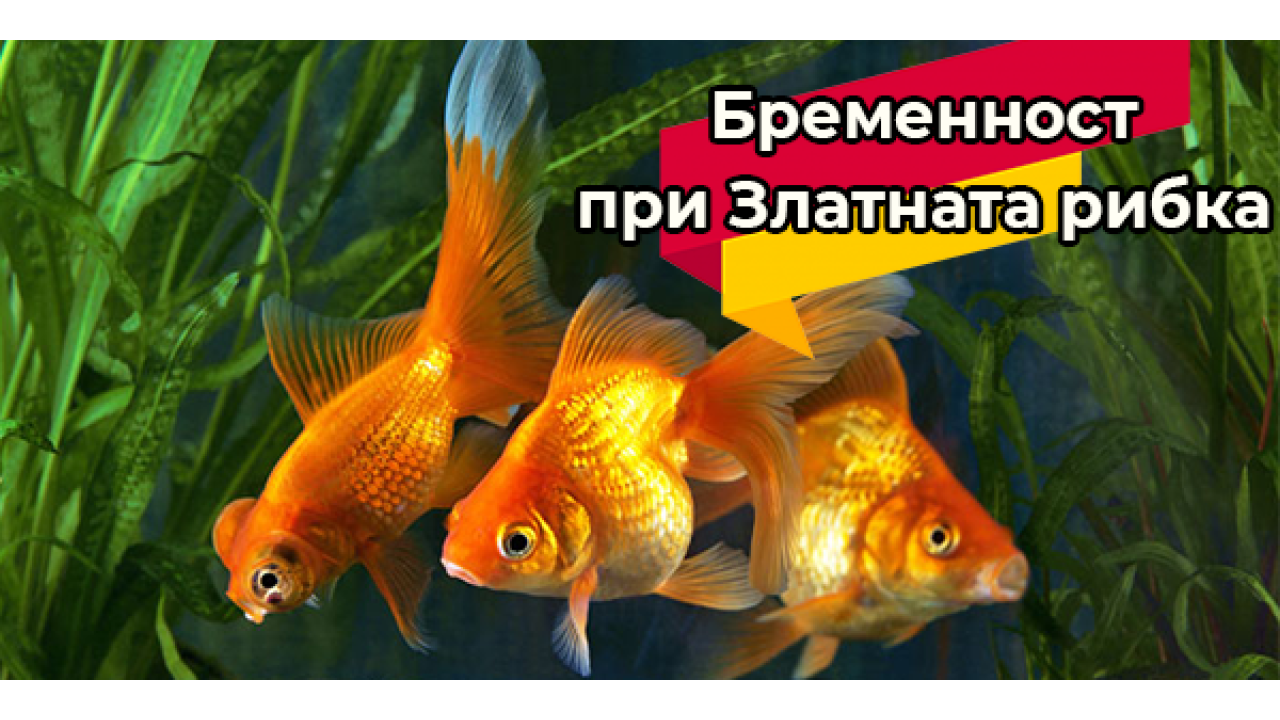 Бременност при Златната рибка