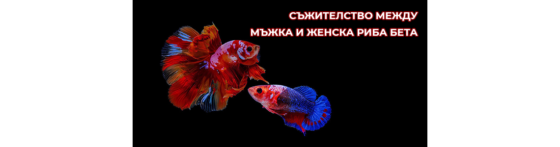 Съжителство между мъжка и женска риба Бета