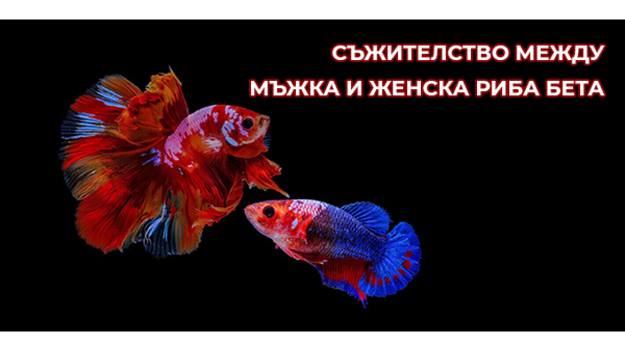 Съжителство между мъжка и женска риба Бета