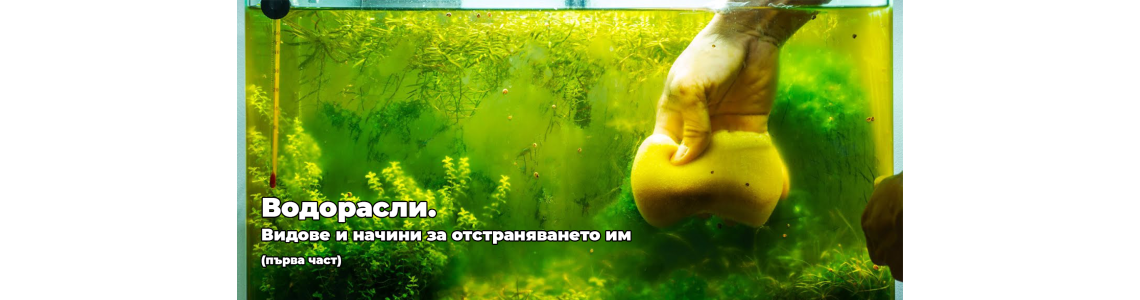 Водорасли. Видове и начини за отстраняването им (първа част)