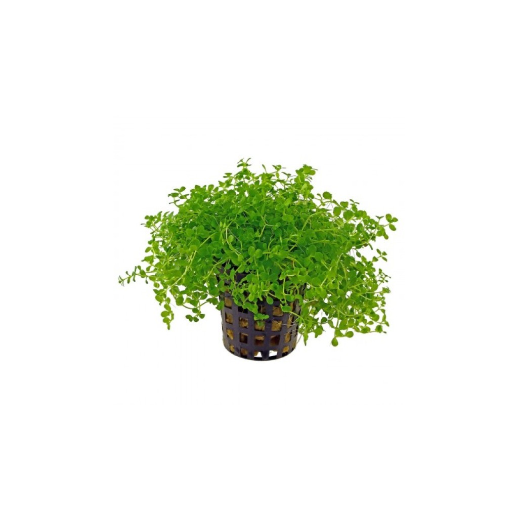 ᐉ Микрантемум (Micranthemum sp.) на ТОП ценa | AquariumBG