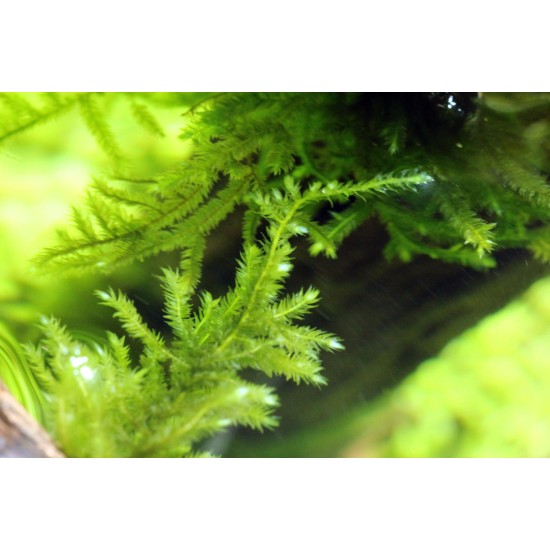 ᐉ Мъх Peacock moss на ТОП ценa | AquariumBG