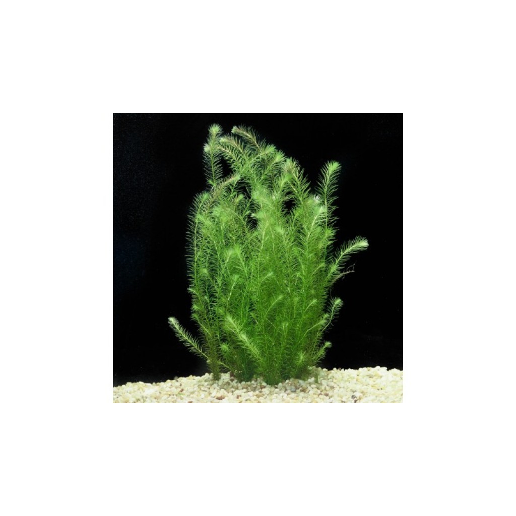 ᐉ Маяка Флувиатилис (Mayaca Fluviatilis) на ТОП ценa | AquariumBG